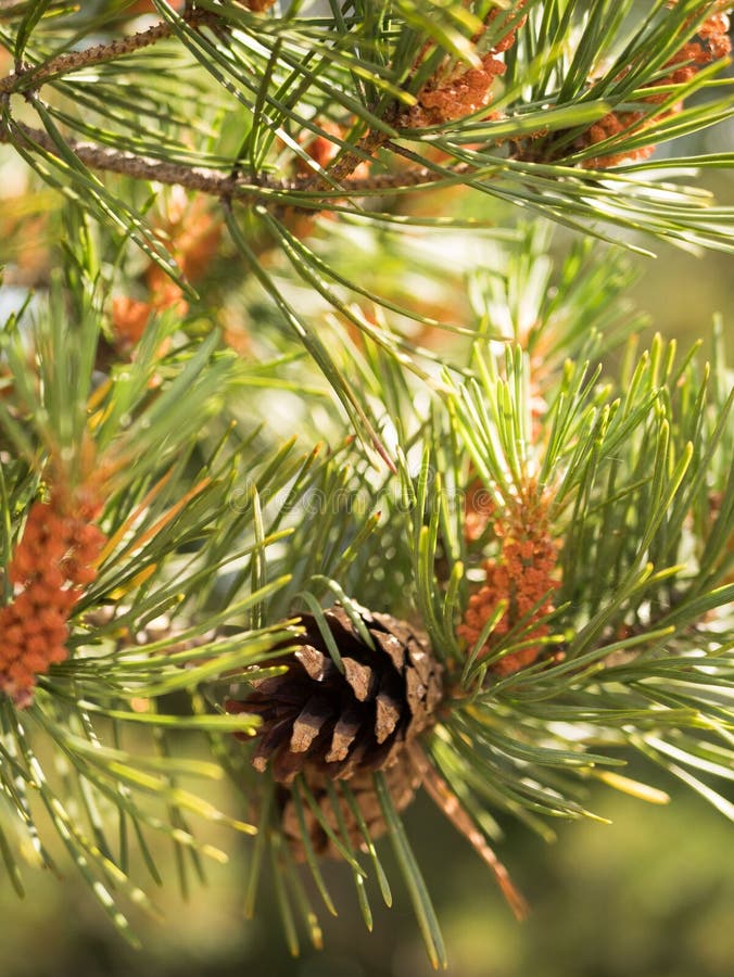 Close-up of a Tall Evergreen Tree with Lush Pine Needles Under a ...
