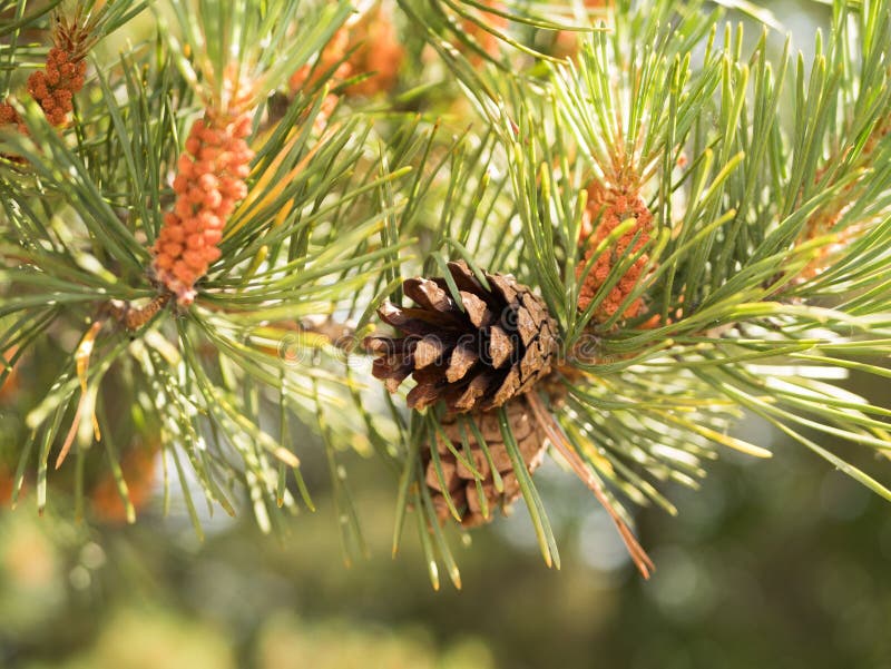 Close-up of a Tall Evergreen Tree with Lush Pine Needles Under a ...