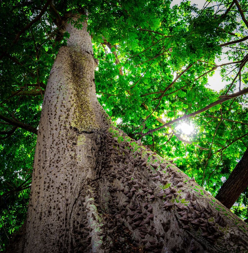 Close-up of a Tall Tree with Multiple Spiky Protrusions Along Its Bark ...