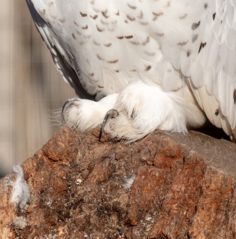 Close-up of the Talons on an Owl S Foot Stock Photo - Image of black ...