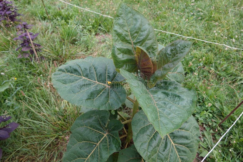 Close-up of Tamarillo Leaves. Tomato of Young Tree Growing Strong Stock ...