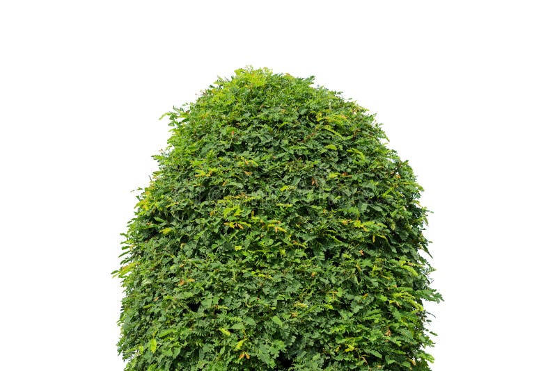 Small Green Tamarind Leaf Branch Tree Bush Background Stock Photos ...