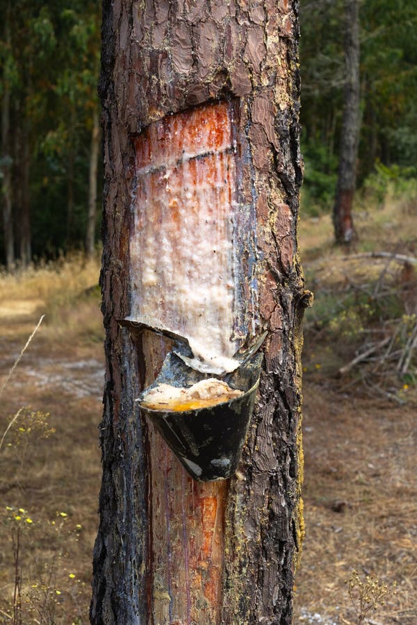 A Close-up of a Tapped Pine Tree with Visible Resin and a Collection ...