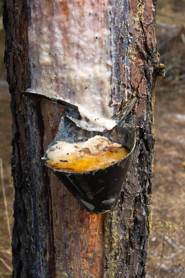 A Close-up of a Tapped Pine Tree with Visible Resin and a Collection ...