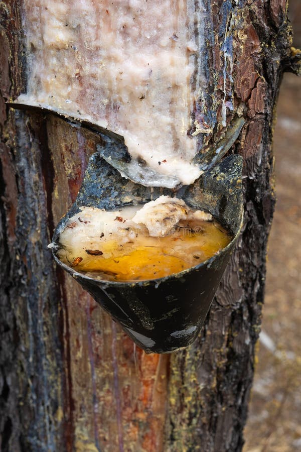 A Close-up of a Tapped Pine Tree with Visible Resin and a Collection ...