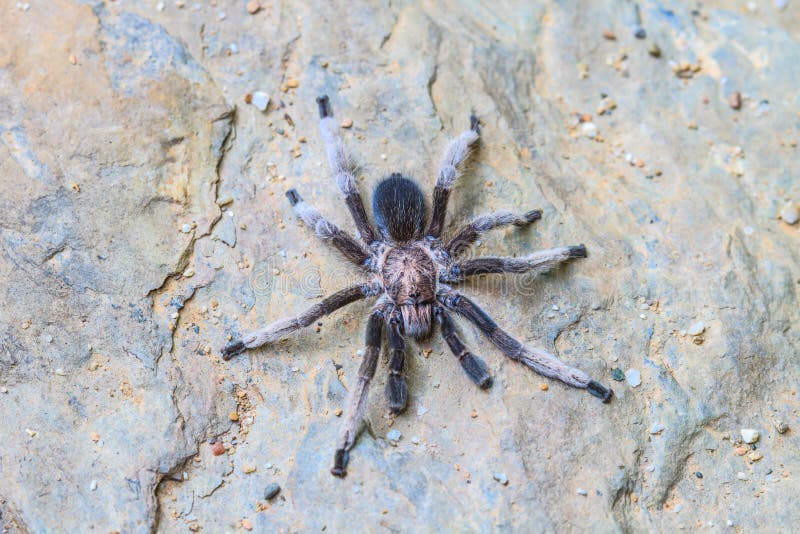 Close Up Tarantula on Ground Stock Image - Image of substance, cave ...