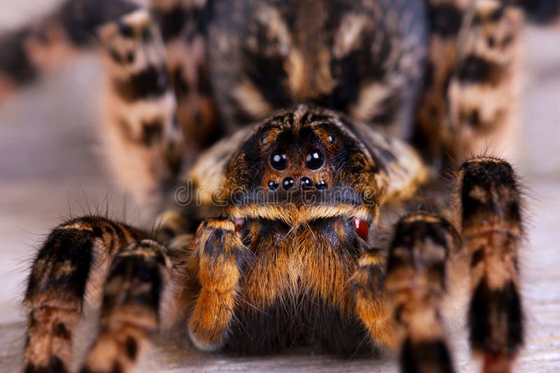Close Up of Tarantula Spider Stock Image - Image of extreme, shot: 29615425
