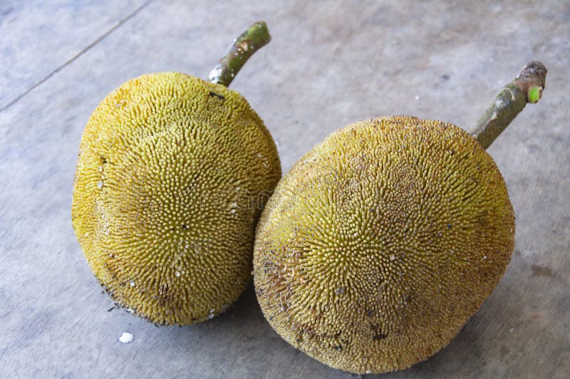 Close Up of Tarap Fruit of Borneo Malaysia. Asian Fruit Concept. Stock ...