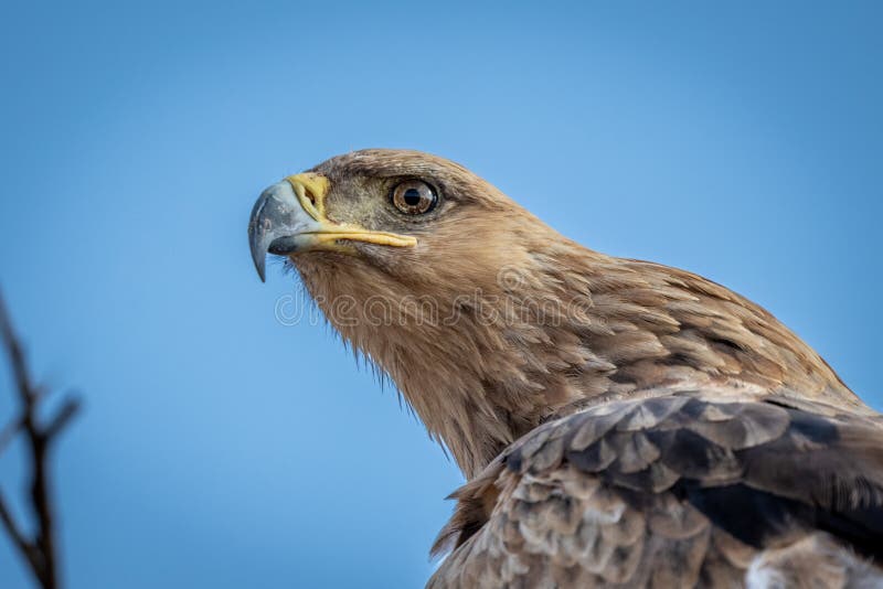 Close-up of Tawny Eagle Stretching Neck Out Stock Photo - Image of ...