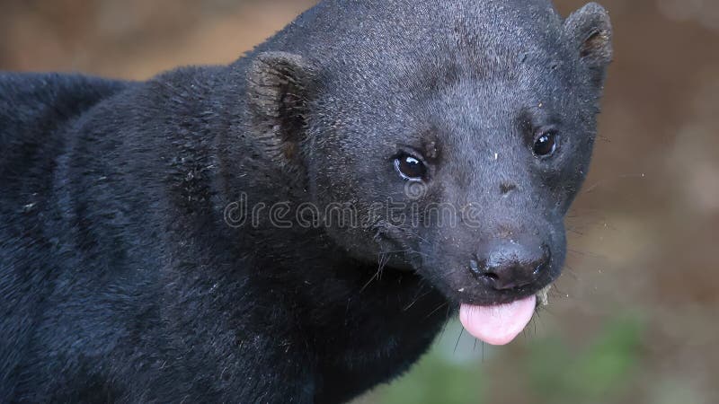 Close Up of a Tayra, Costa Rica Stock Photo - Image of mammal ...