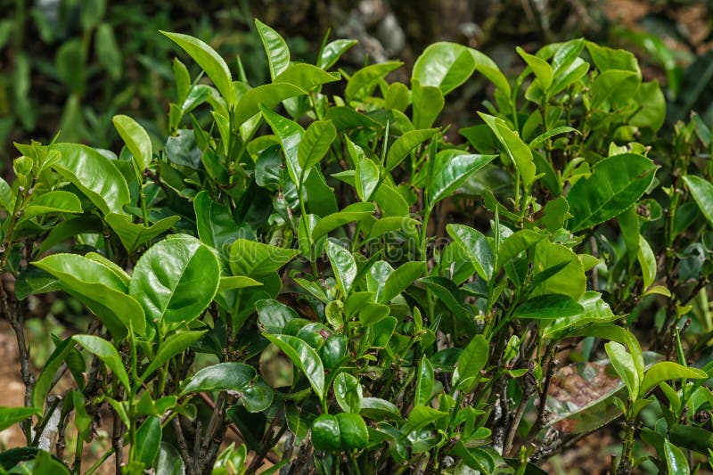 Close-up Tea Leaves on Bushes of a Tea Plantation Stock Image - Image ...