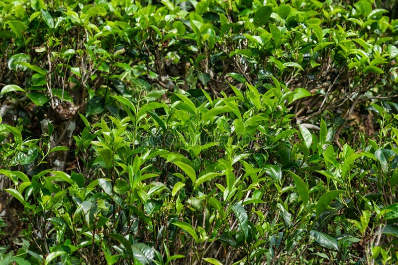 Close-up Tea Leaves on Bushes of a Tea Plantation Stock Image - Image ...