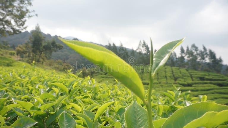Close Up Tea Leaves Nature Landscape in West Java Indonesia 0988 Stock ...