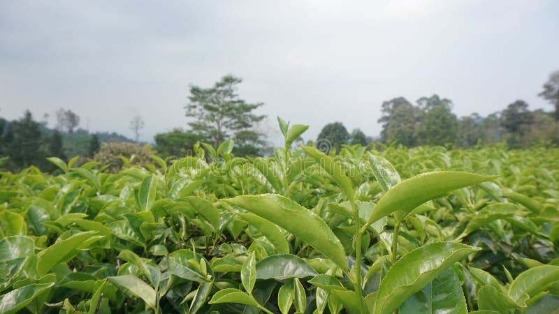 Close Up Tea Leaves Nature Landscape in West Java Indonesia 1790 Stock ...