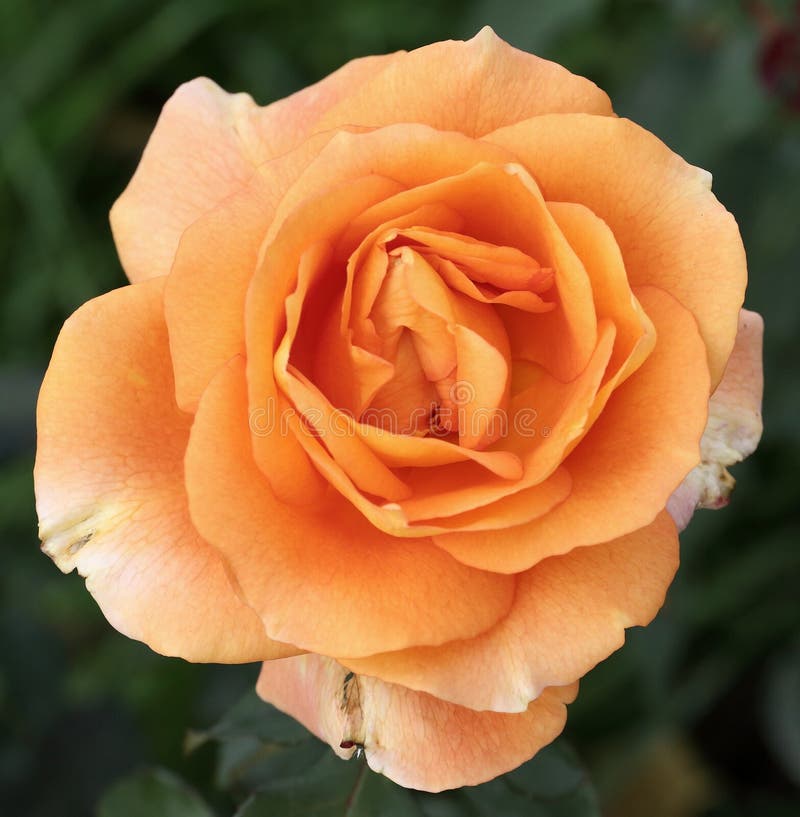 Close-up of a Tea Rose Flower on a Green Background Stock Image - Image ...