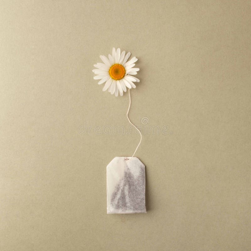 Close Up of Tea Time. Dry Camomile Tea in the Tea Bag, Minimal Concept ...