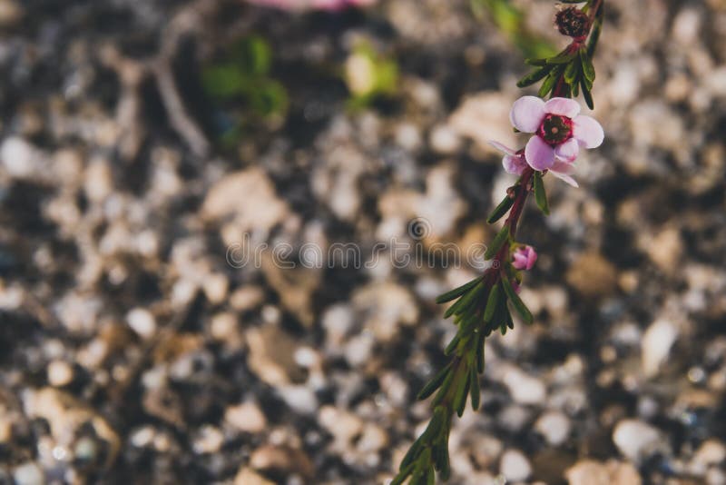 Close Up of Tea Tree Branche with Tiny Pink Flower Stock Photo - Image ...