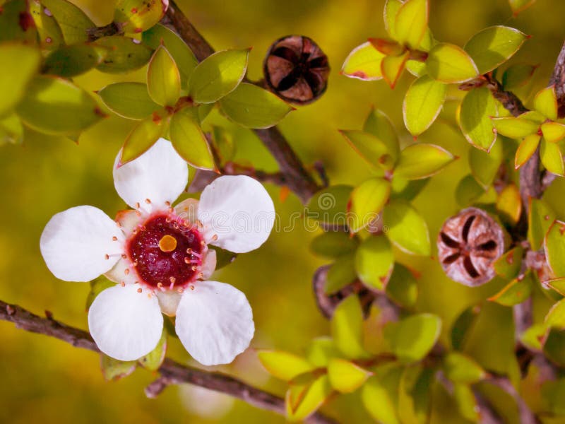Manuka flower close up stock image. Image of flora, shrub - 103820249