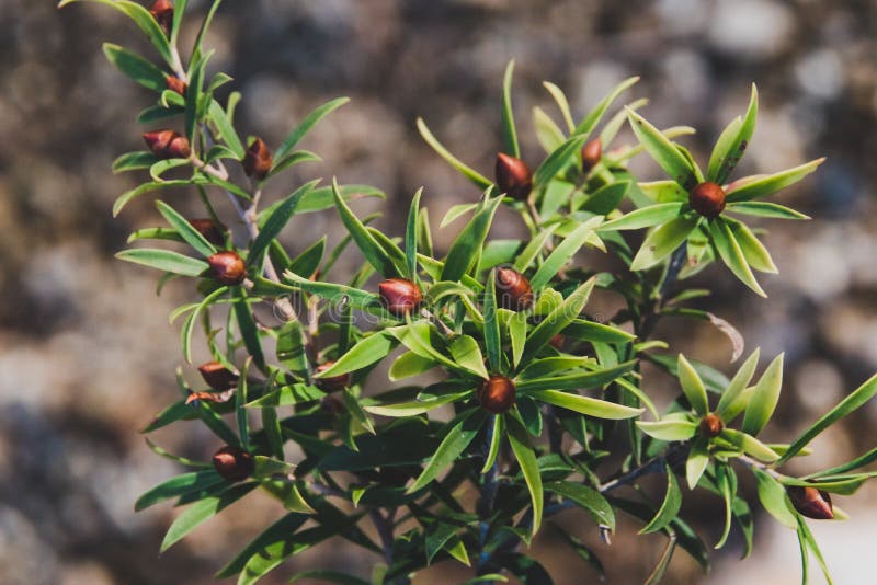 Close-up of Tea Tree Plant with Tiny Red Blossoms Stock Image - Image ...