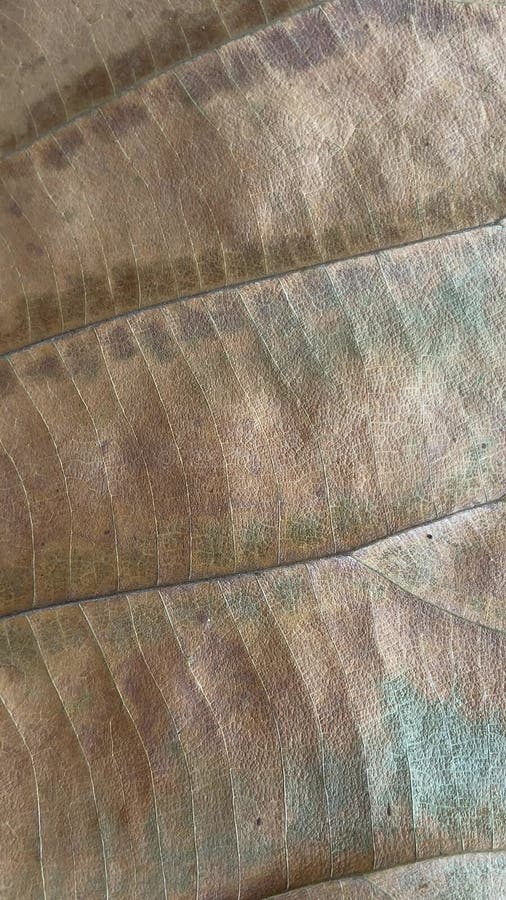 Close Up Teak Tree Leaf Texture Frame Stock Footage - Video of forest ...