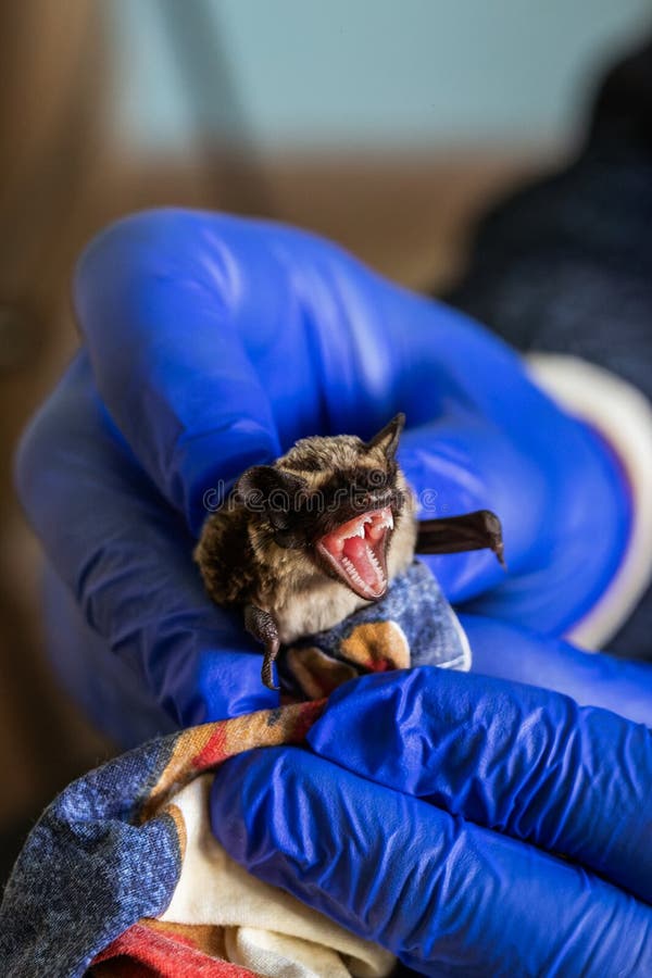Bat teeth close-up stock photo. Image of hand, yellow - 368480422