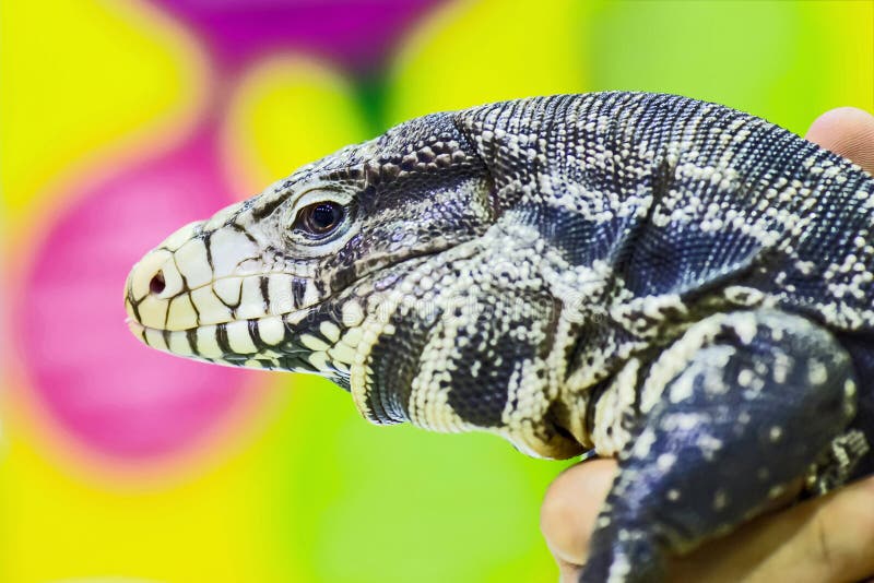 Close up tegu stock image. Image of teeth, reptilian - 103173185