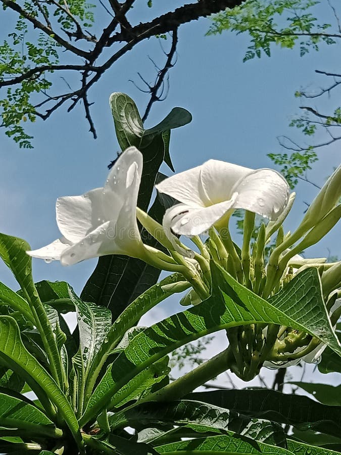 Close Up of Temple Flower on the Tree. Stock Image - Image of grass ...