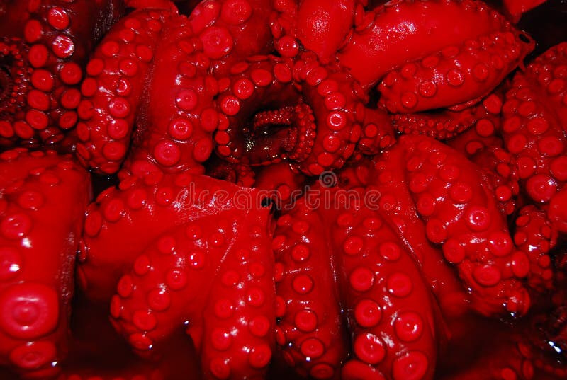 Close Up of the Tentacles of Red Octopus Stock Image - Image of source ...