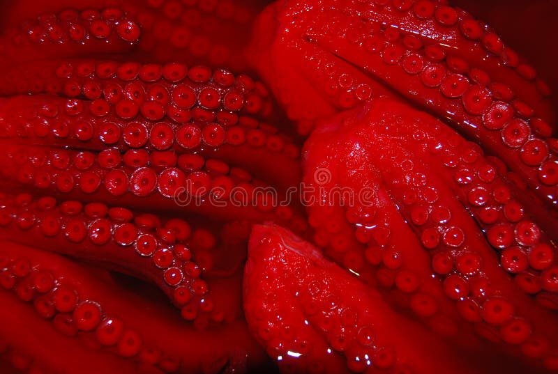 Close Up of the Tentacles of Red Octopus Stock Image - Image of seafood ...