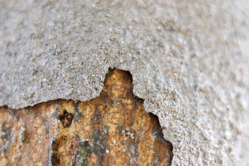 Close Up of Termites Bite Tree Trunk and Create Cemented Earth Mound ...