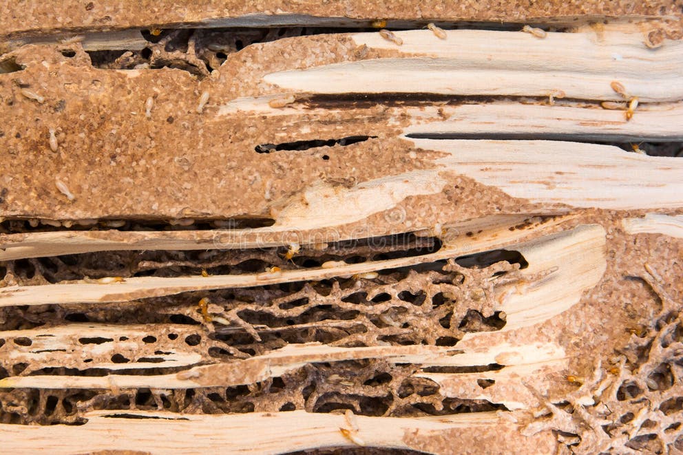 Close Up Termites Nest Background. Termites with Termites Nest and Wood ...