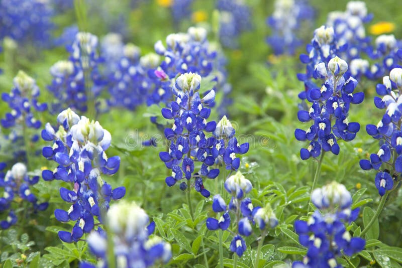 Close Up of Texas Bluebonnet Wildflowers Stock Photo - Image of close ...