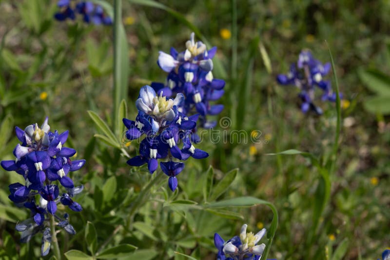 Close Up of Texas Bluebonnets in a Field Stock Photo - Image of ...