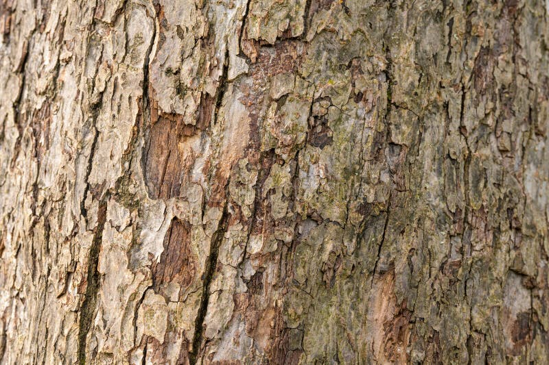 Close-up Texture Background Bark of an Apple Tree Stock Photo - Image ...