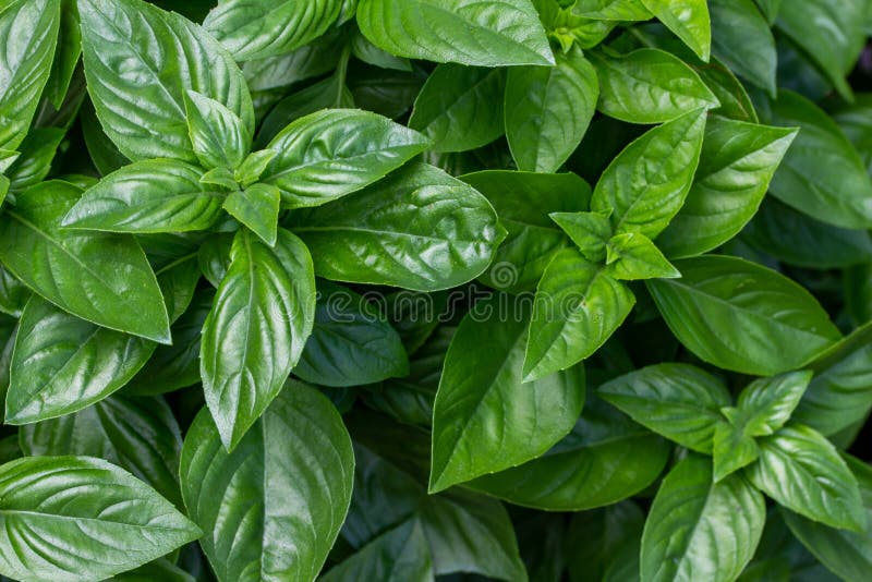 Close Up Texture Background of Fresh Sweet Basil Leaves Stock Photo ...