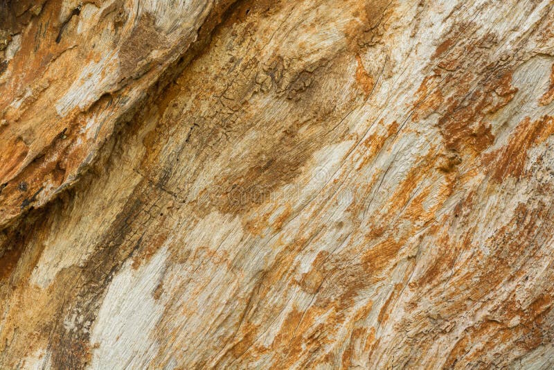 Close Up Texture Background Of Tree Trunk Stock Photo - Image of dark ...