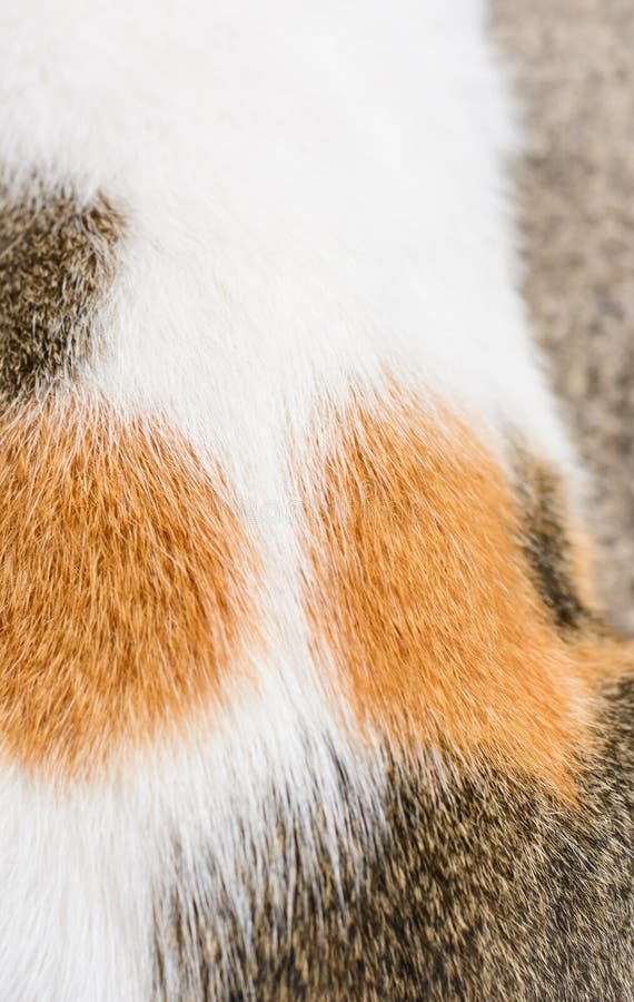 Wool cat stock image. Image of clothing, wool, color - 138258283