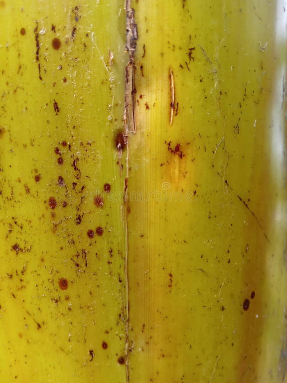 Close Up of Texture of Banana Tree Bark. Vertical Photo Stock Photo ...