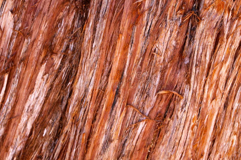 Close-up on the Texture of the Bark of a Sequoia Tree in a National ...
