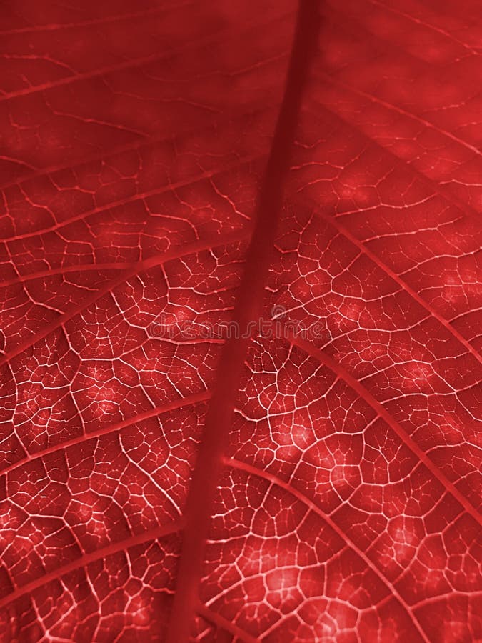 Red bright leaf texture stock image. Image of abstract - 113321591