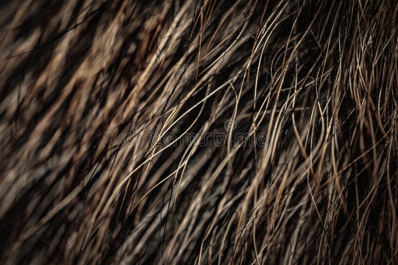 German Shepard Seamless Stock Photos - Free & Royalty-Free Stock Photos ...