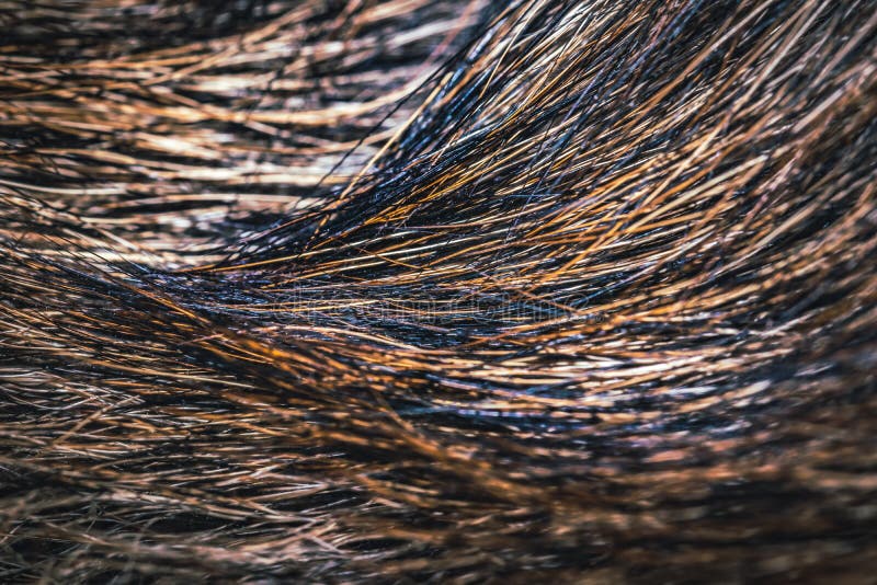 Close Up Texture of Brown and Black German Shepherd Fur Stock Photo ...