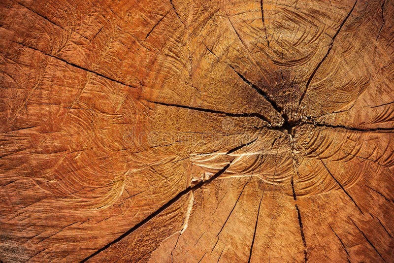 Close Up Texture of Cutting Timber by Chainsaw. Stock Photo - Image of ...