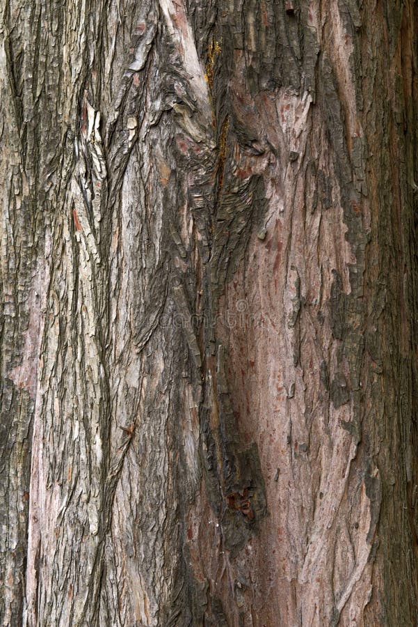 Texture of an Old Cypress Tree Surface Stock Photo - Image of forest ...