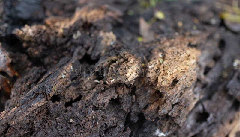 Close-up of the Texture of a Dark Log after the Rain.Side Sunlight ...