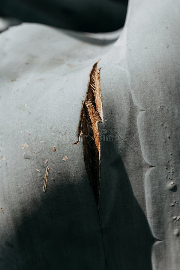 A Close-up Texture Details of a Split Agave Leaf, Deep Scar Crack on ...