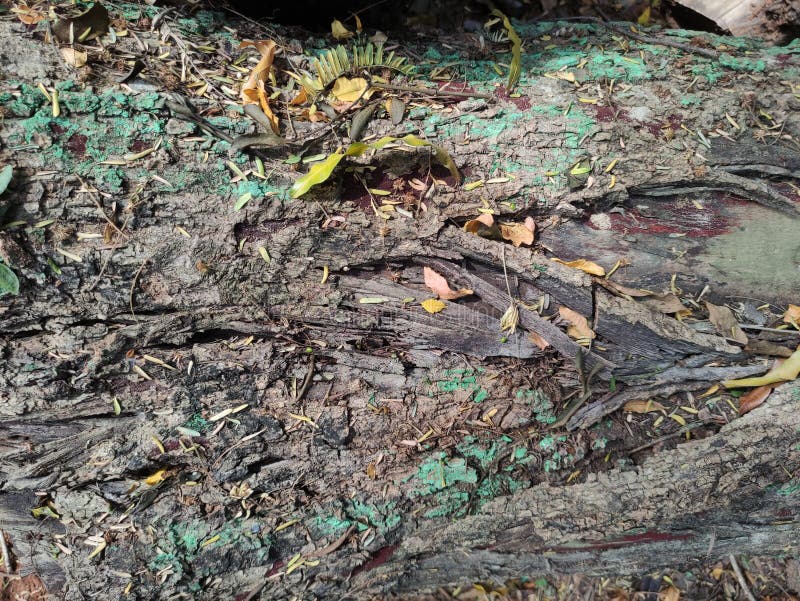 Close Up Texture of Dry Dead Wood Suitable for Environmental ...