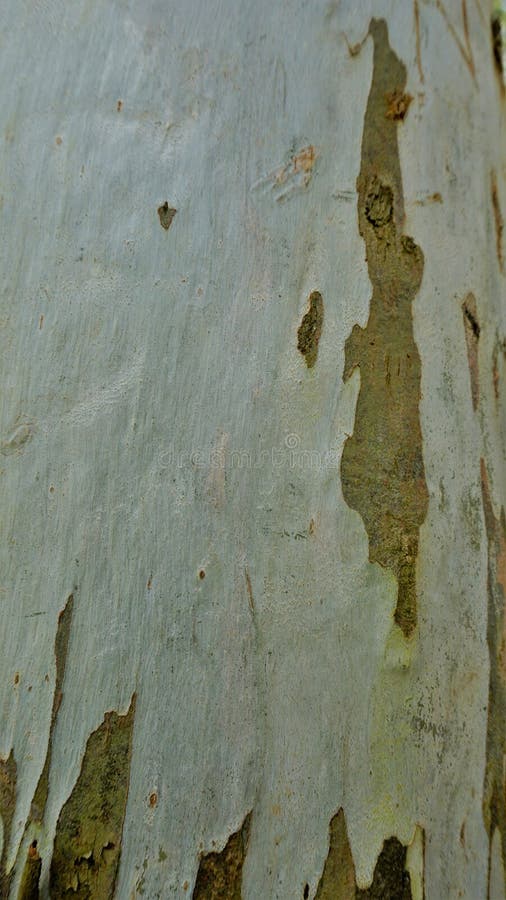 Close Up Texture of Eucalyptus Tree Trunk Bark Texture Background Stock ...