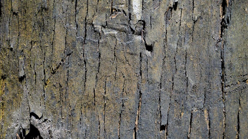 Close Up Texture of Eucalyptus Tree Trunk Bark Texture Background Stock ...