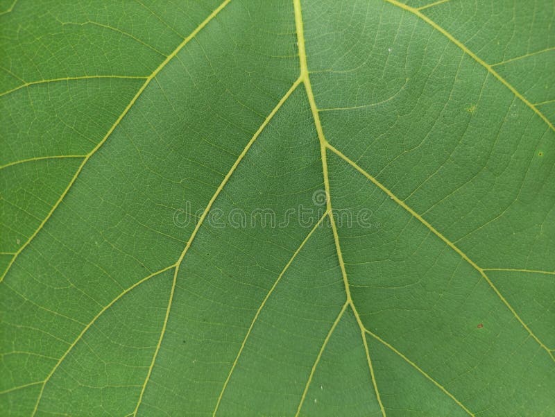 Close Up Texture of Fresh Teak Tree Leaves, Suitable for Wallpaper ...